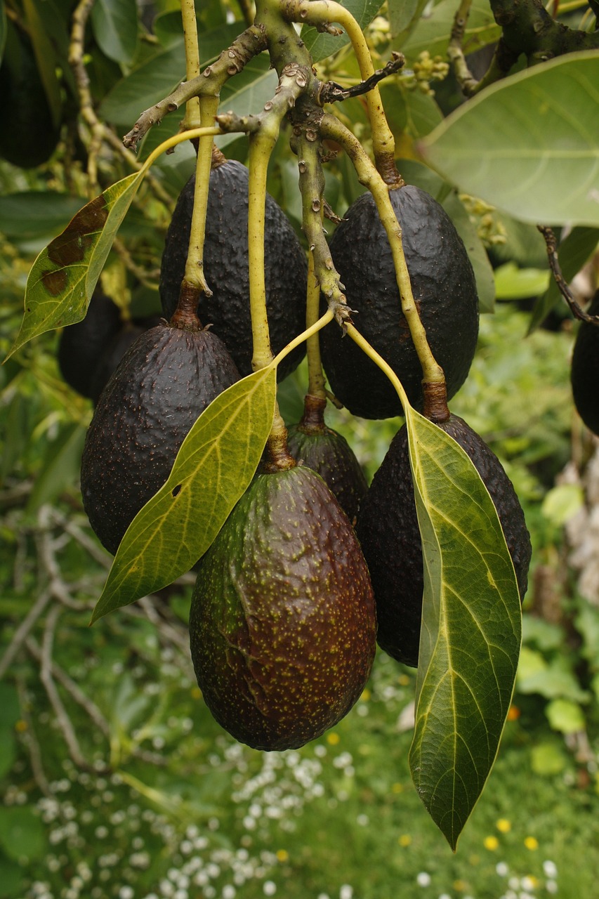 How to Grow an Avocado Tree and Fruit-Bearing Zones - Eco Garden Hacks