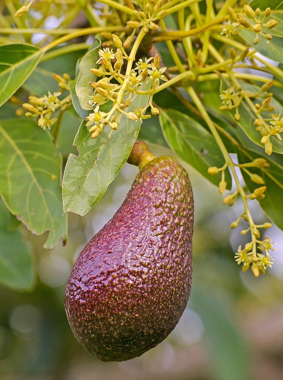 How to Grow an Avocado Tree and Fruit-Bearing Zones - Eco Garden Hacks